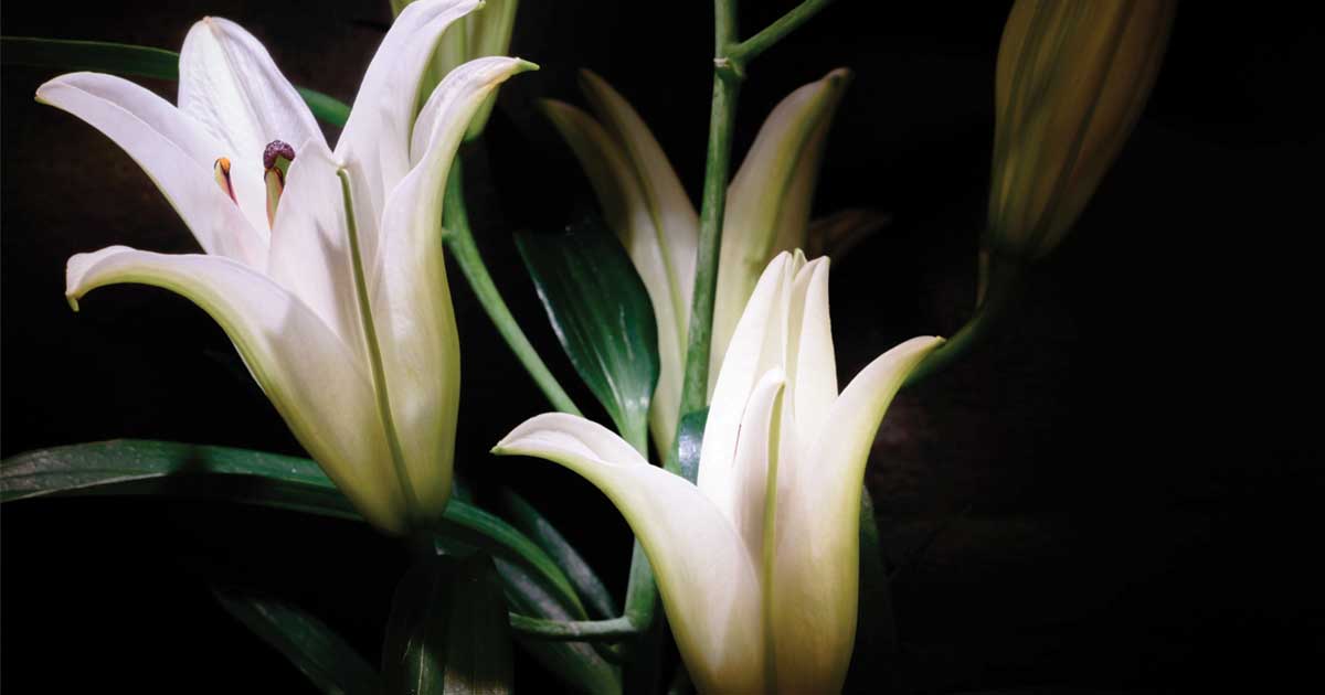 A Joint Easter Message From The Primate And National Bishop In Full