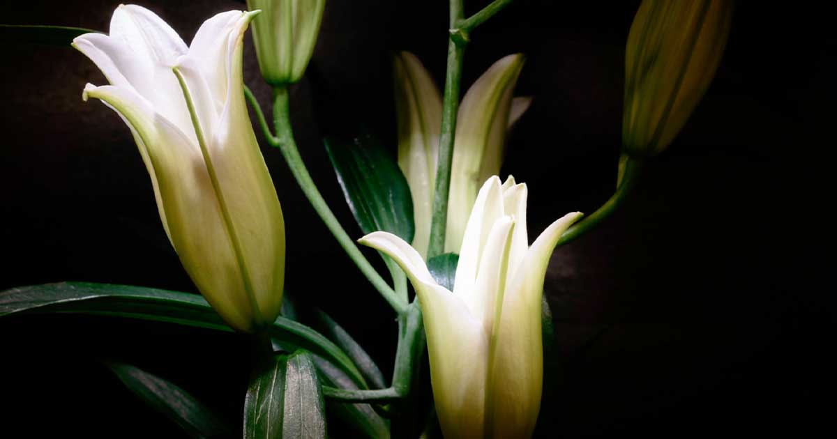 Joint Easter Message From The Primate And National Bishop In Full